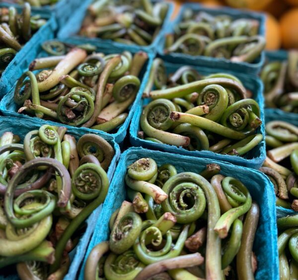 Fiddle Head Ferns For Beginners | Astoria Co+op